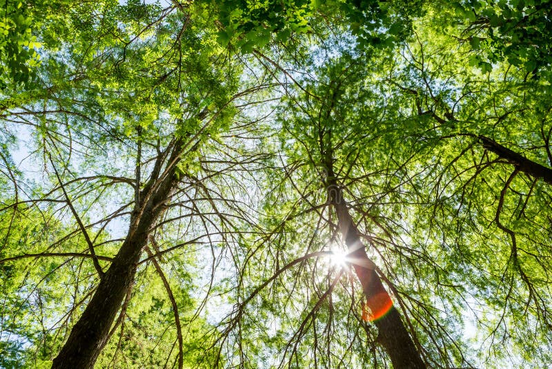 Tree crown stock image. Image of canopy, tall, light - 91898175