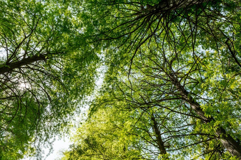 Tree crown stock image. Image of plants, nature, tall - 91898365