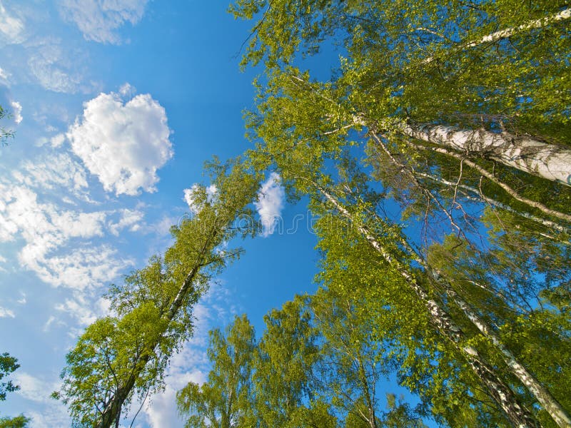 Tree crowns stock image. Image of summer, bright, spring - 9890703