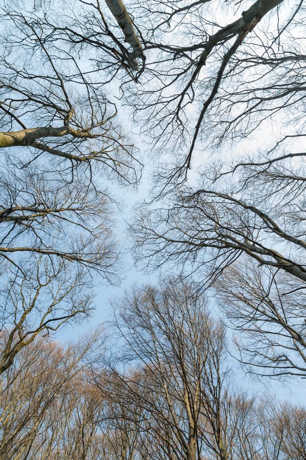 Tree crowns. Bottom View stock photo. Image of atmospheric - 89868040