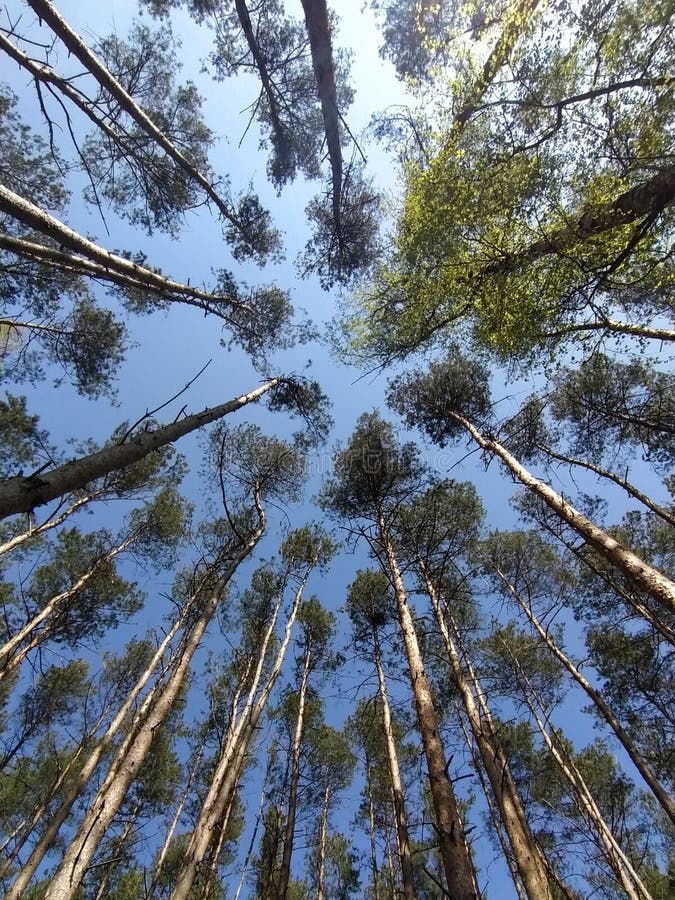 Tree Crowns in the Deciduous Forest Stock Image - Image of meadow, tree ...
