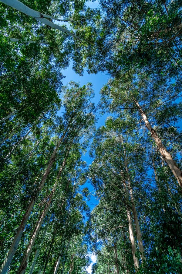 Tree crowns in the forest stock image. Image of nature - 264640799