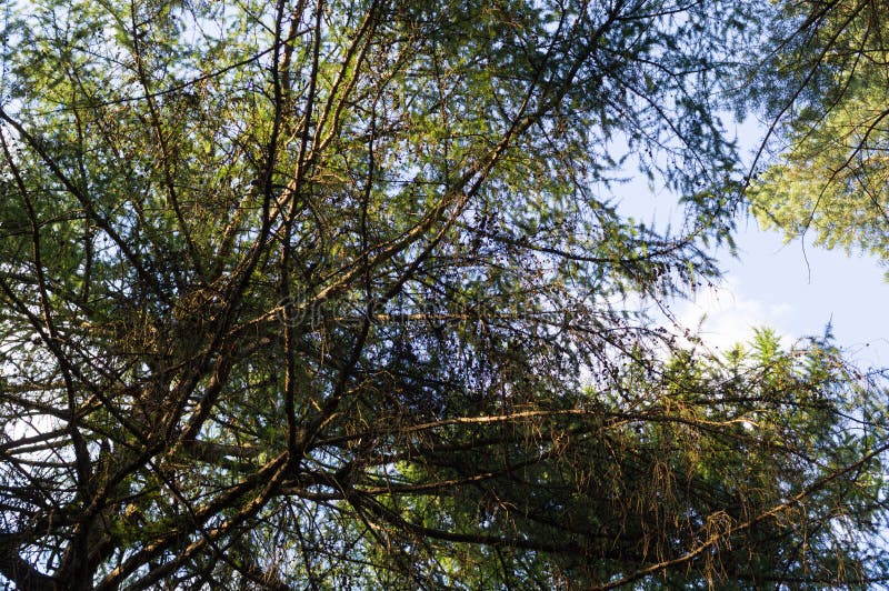 Tree Crowns in the Forest. Nature, Background. Stock Image - Image of ...