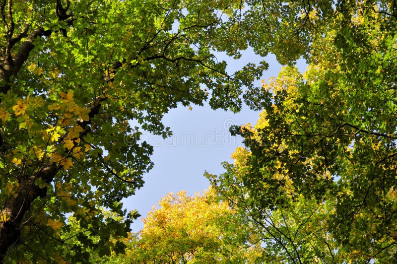 Tree crowns stock image. Image of trunk, crowns, trees - 45631501