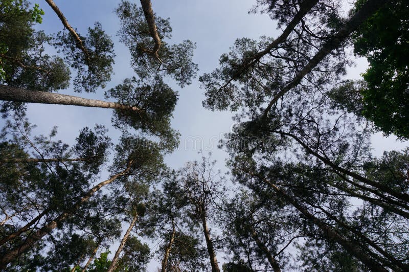 Tree crowns stock image. Image of trees, looking, crowns - 74275995