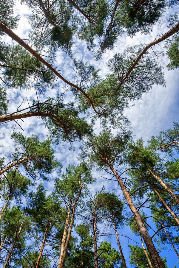 Tree crowns pines stock photo. Image of blue, bare, spring - 121208592
