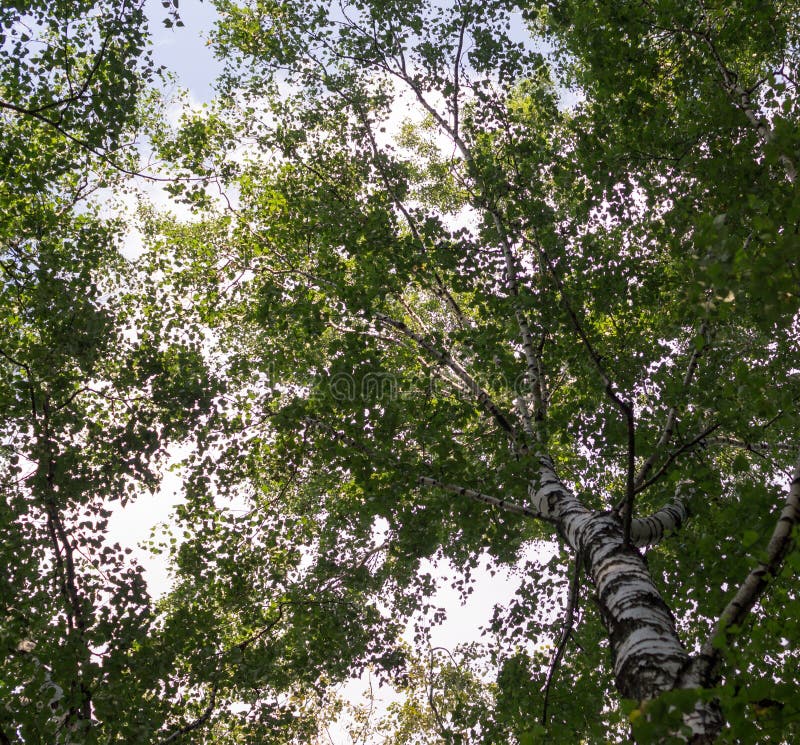 Tree Crowns in the Forest. Nature, Background. Stock Image - Image of ...