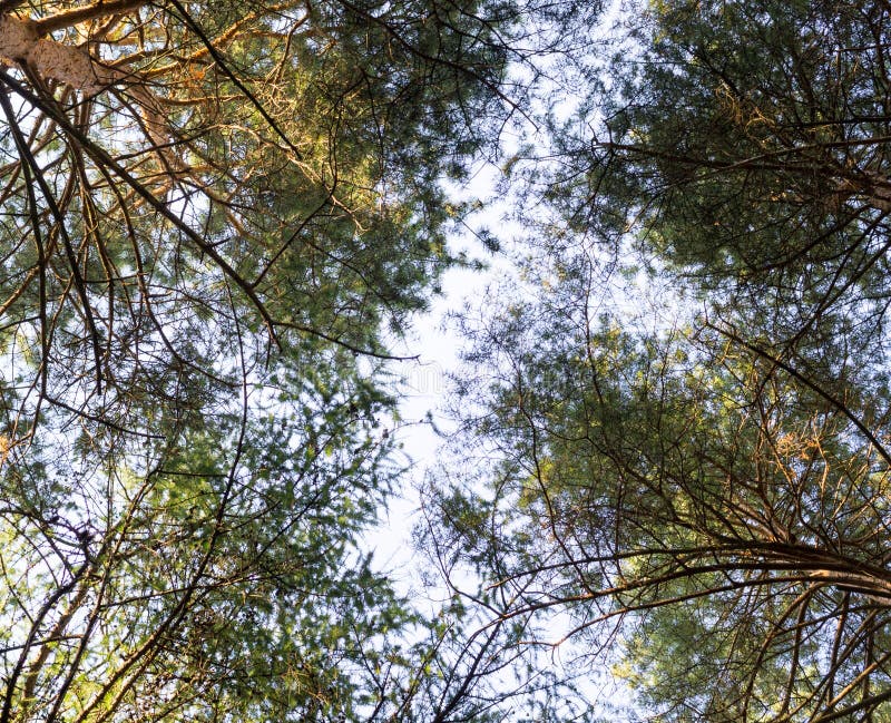 Tree Crowns in the Forest. Nature, Background. Stock Image - Image of ...
