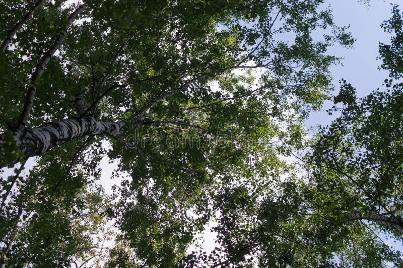 Tree Crowns in the Forest. Nature, Background. Stock Image - Image of ...