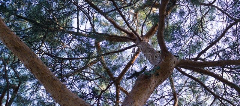Tree Crowns in the Forest. Nature, Background. Stock Image - Image of ...