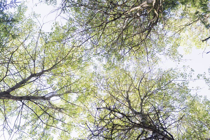 Tree Crowns in the Forest. Nature, Background. Stock Photo - Image of ...