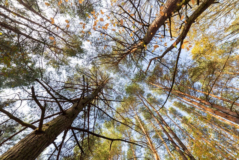 Tree Crowns Wide Angle Photo, Forest Landscape Stock Image - Image of ...