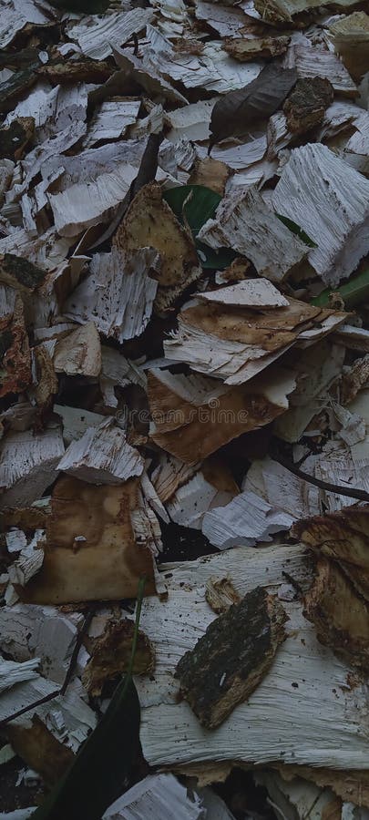 Tree crumbs stock image. Image of crumbs, yard, tree - 210189735