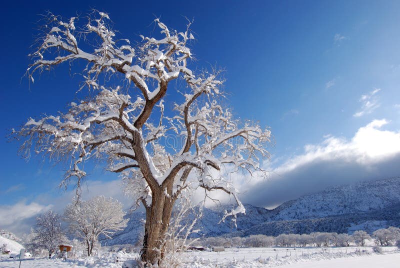 Tree Crystal stock photo. Image of snow, seasonal, tree - 12271390