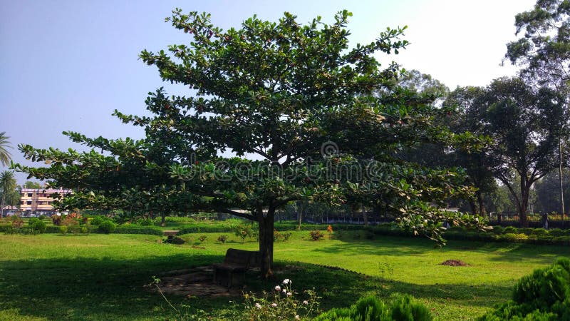 Tree at Cumilla Shalbon Bihar Stock Photo - Image of bihar, trees ...