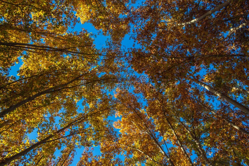 Yellow Treetops in autumn stock image. Image of seeds - 194590683
