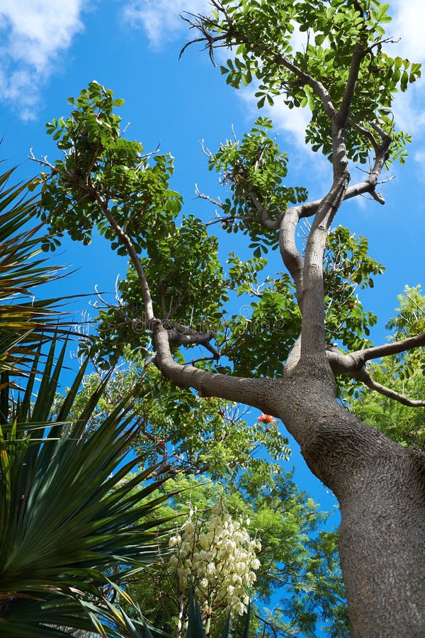 Tree Curly Branches, Diverse Vegetation, Green Foliage Stock Photo ...