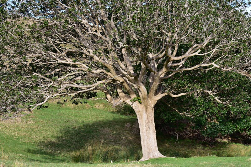 Curly Tree bark stock image. Image of brown, nature, bark - 5638753