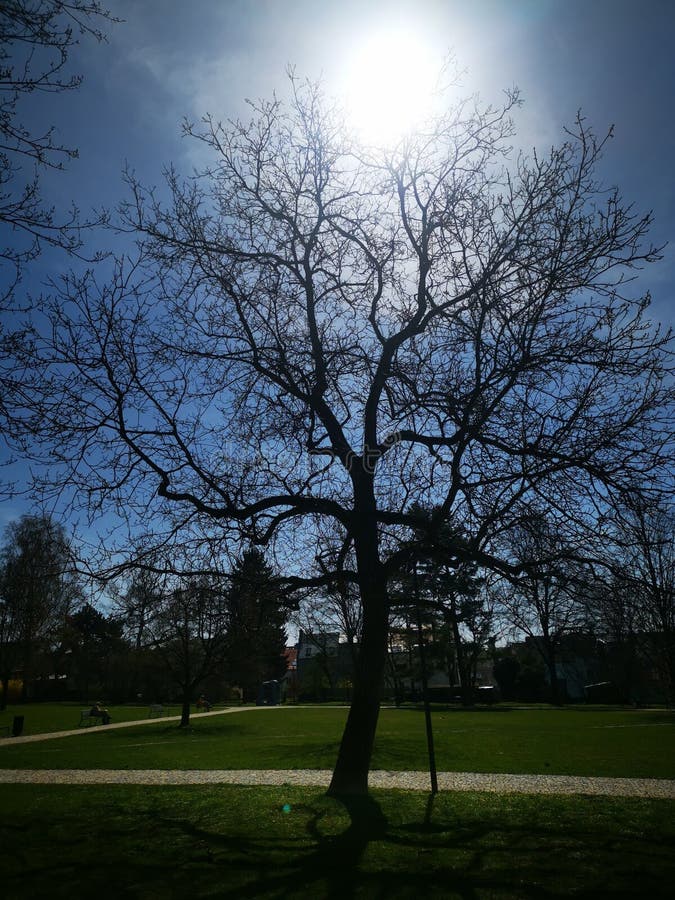 Tree with curved branches stock photo. Image of cloud - 245463410