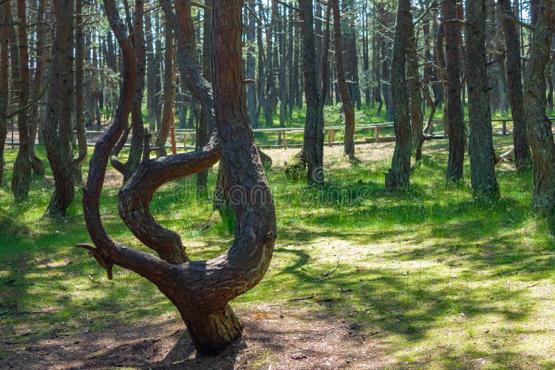 Tree with a curved trunk. stock photo. Image of national - 144784526