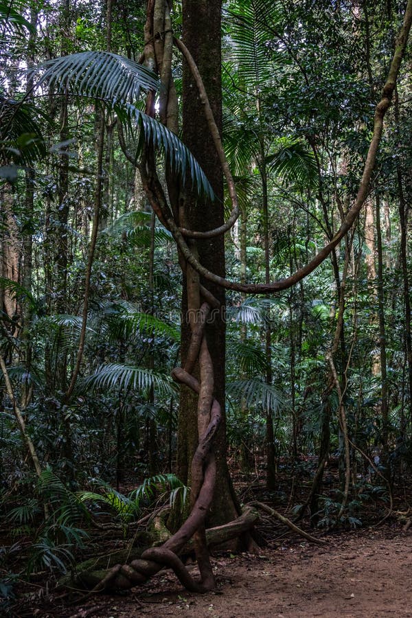 Tree with a Curvy Thin Trunk in the Beautiful Woods Stock Photo - Image ...