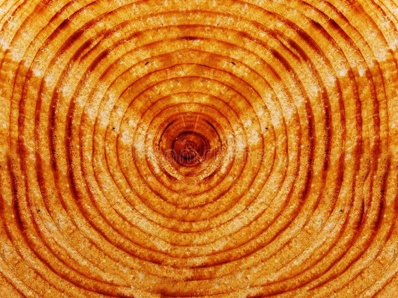 Tree Cut Picture. Image: 9040328