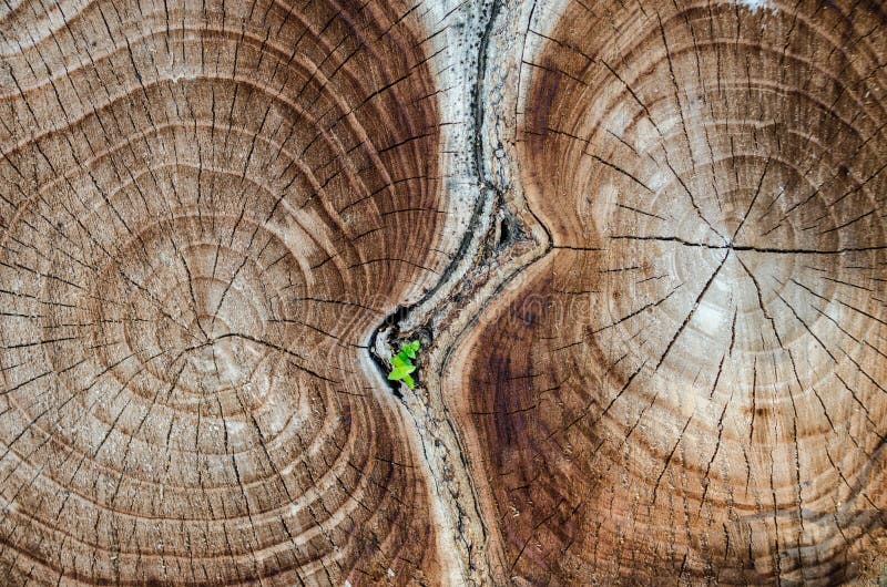 Tree Cut. Annual Ring. Texture. Stock Photo - Image of grunge, skin ...