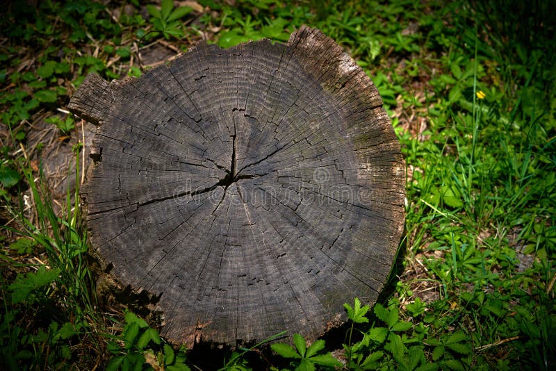 Tree Cut As a Background Texture for Artists Stock Image - Image of ...