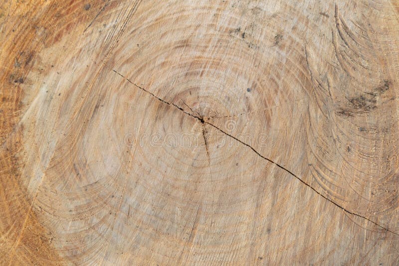 620,744 Beautiful Texture Tree Stock Photos - Free & Royalty-Free Stock ...