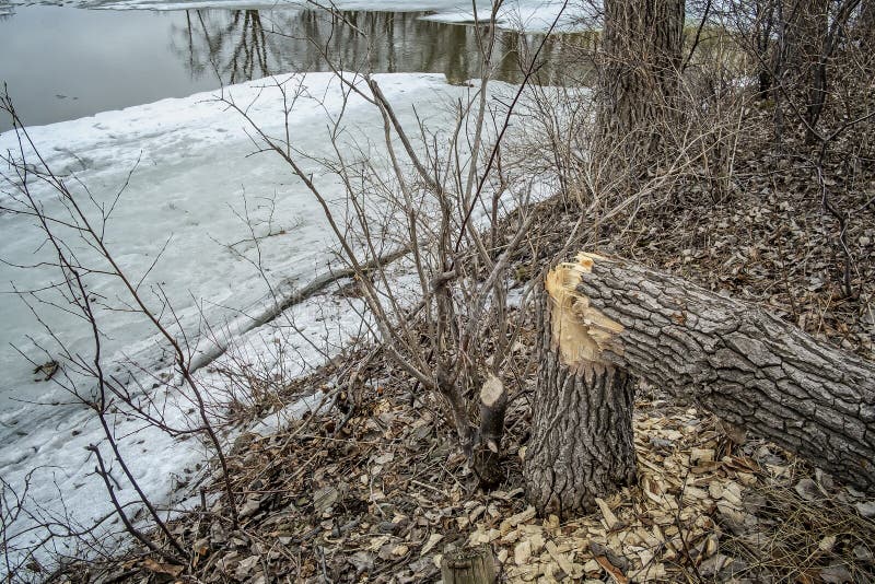 Tree cut by a beaver stock image. Image of milles, bite - 145101335