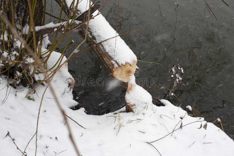 Tree cut by beaver stock photo. Image of focus, stem - 238860374