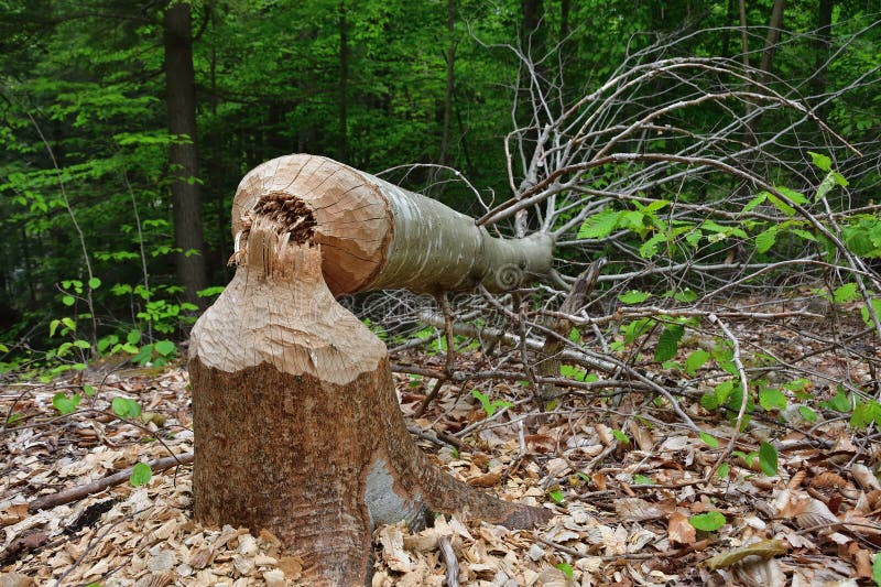 Tree cut by beaver. stock photo. Image of fallen, trees - 399233122
