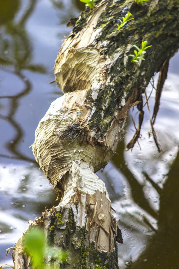 Tree Cut by Beavers on the Bank Near the River Stock Image - Image of ...