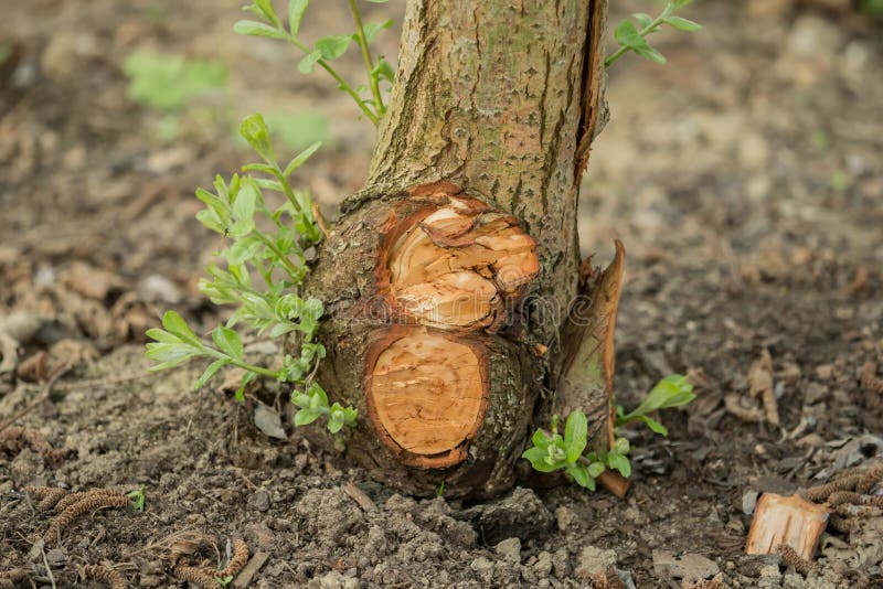 A Tree with Cut Branches in the Garden Stock Photo - Image of wood ...