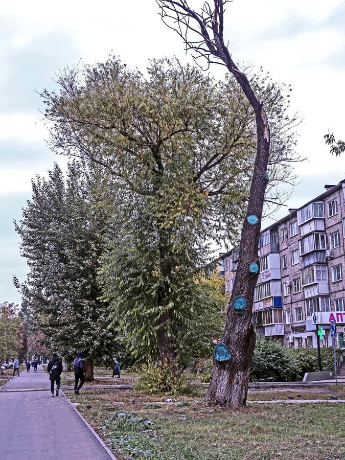 Tree with Cut Branches on the Street Stock Image - Image of dead, green ...