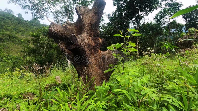 Tree Cut and Burned. Tree Trunk Burned Due To Deforestation Stock ...