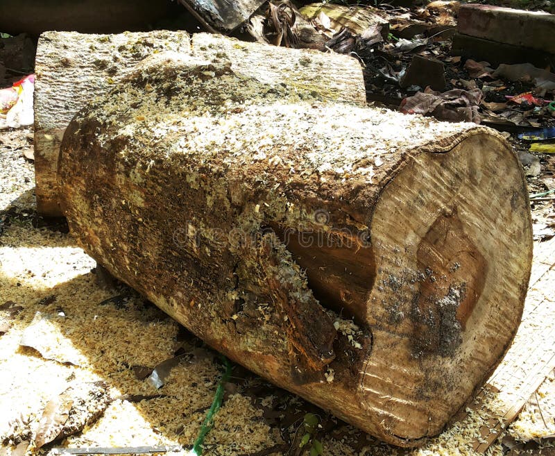 Tree Cut stock photo. Image of indonesia, alam, tree - 221267528