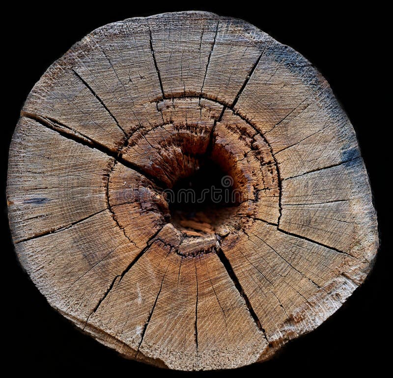 Tree Cut Close Up Background Artists Stock Photos - Free & Royalty-Free ...