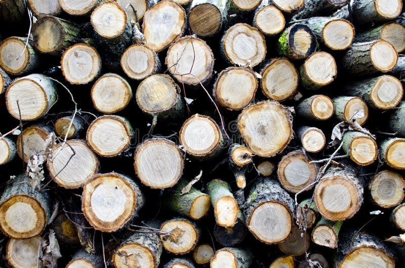 Tree cut stock image. Image of board, grunge, industry - 68653959