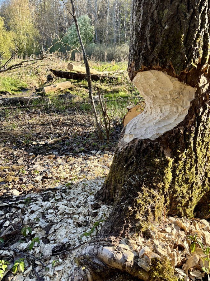 A Tree almost Cut Down by a Beaver with Chips on the Ground Stock Image ...