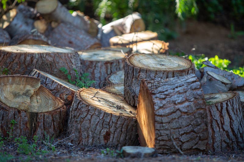 A tree cut down into logs stock photo. Image of outdoors - 270825256