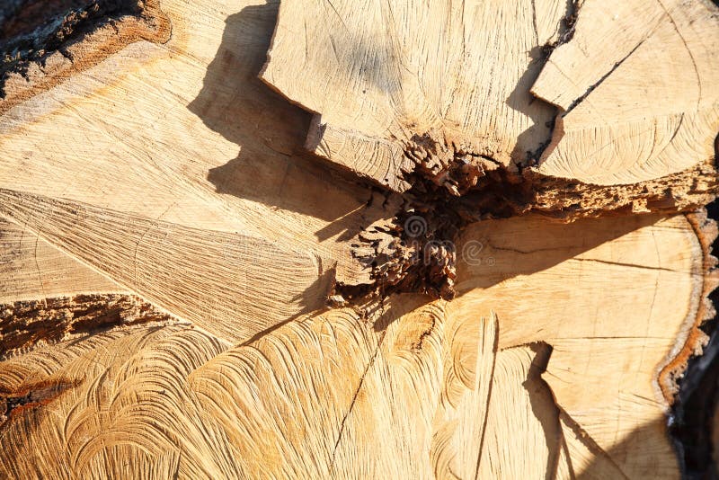 Tree Cut Down and Prepared for Removal Stock Image - Image of outdoor ...