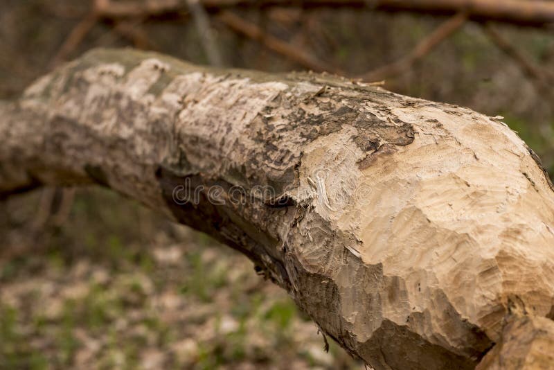 A Tree Cut Down with Sharp Beaver Incisors . Stock Image - Image of ...
