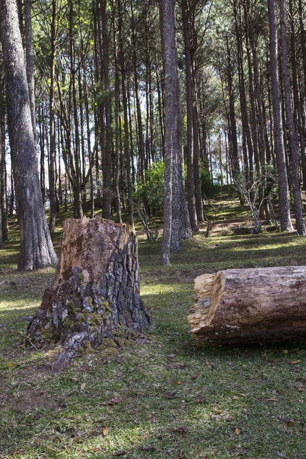 Tree cut in the forest stock photo. Image of green, lumber - 50555748