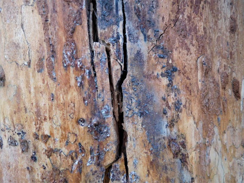 The Tree Cut in Half for Amazing Background for Pc Stock Photo - Image ...