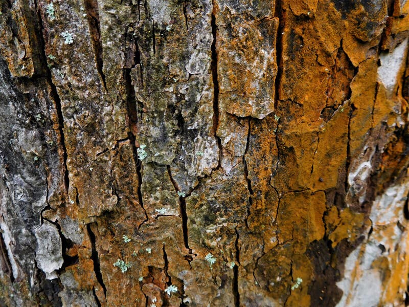 The Tree Cut in Half for Amazing Background for Pc Stock Photo - Image ...