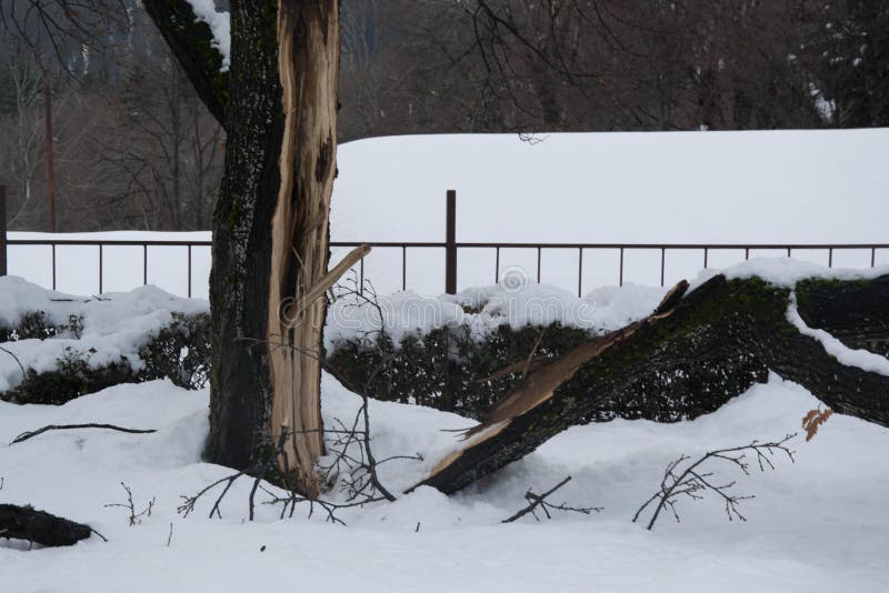 Broken Fallen Snow Covered Tree in Winter, Single Tree, Snow Blizard ...
