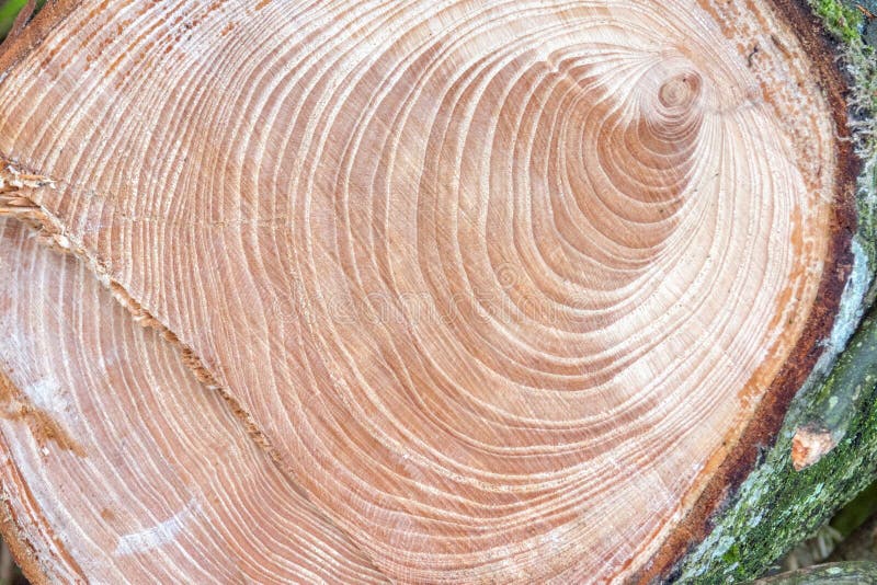 Tree cut in half stock image. Image of forestry, botany - 95647043