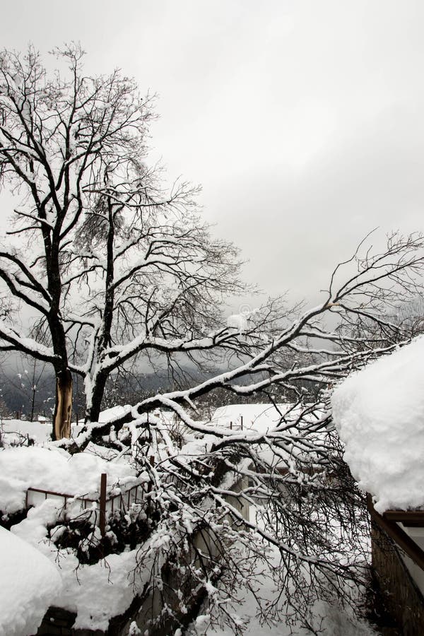 Broken Fallen Snow Covered Tree in Winter, Single Tree Stock Photo ...