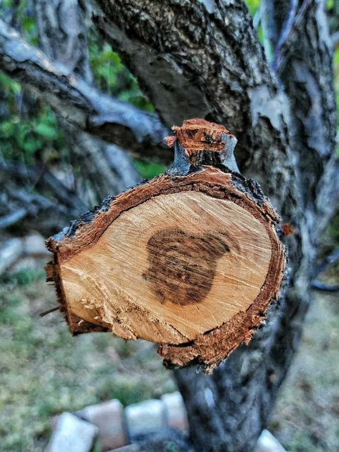 Tree Cut in Halk Small Branch Texture Oval Shape with Dark Wood Tone ...
